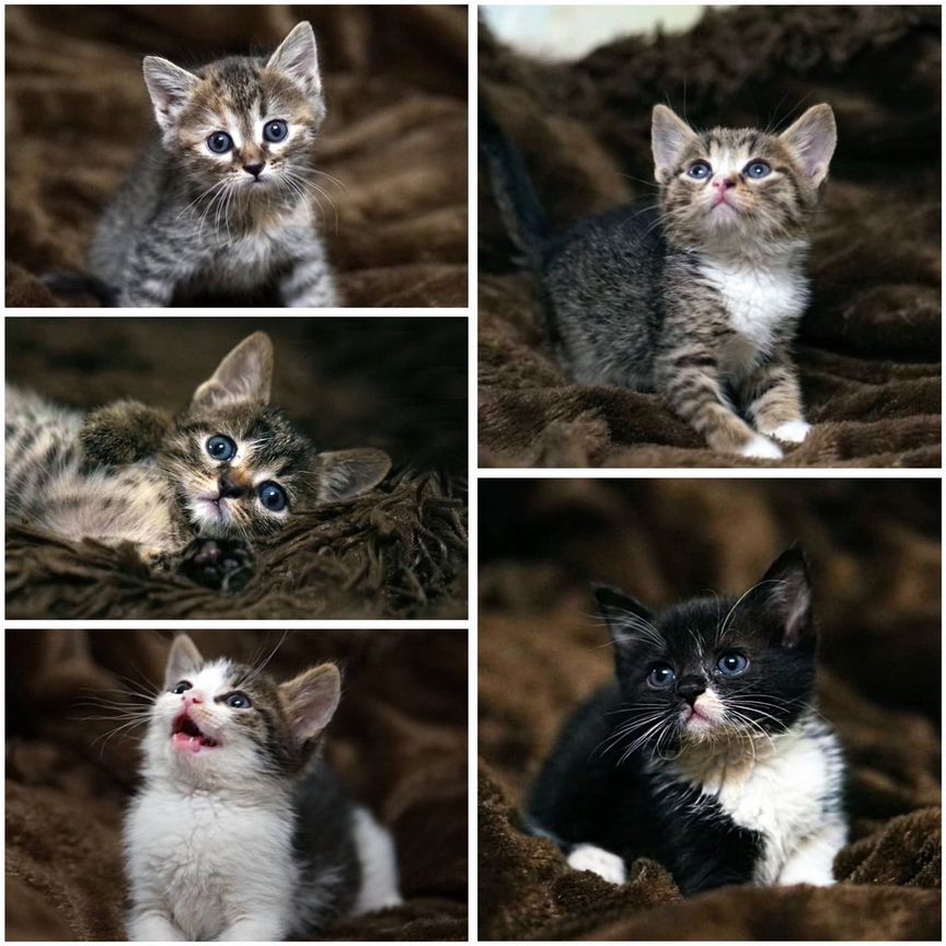 Котята
