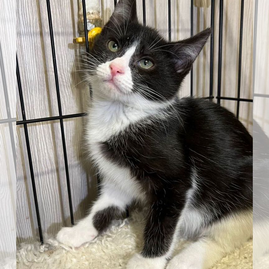 Котёнок в добрые руки