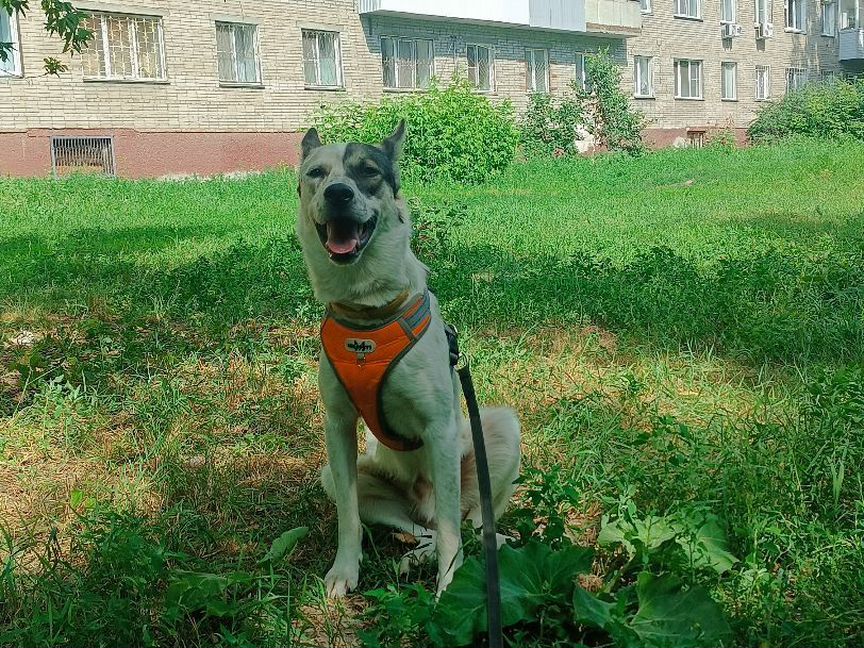 Щенок ищет дом