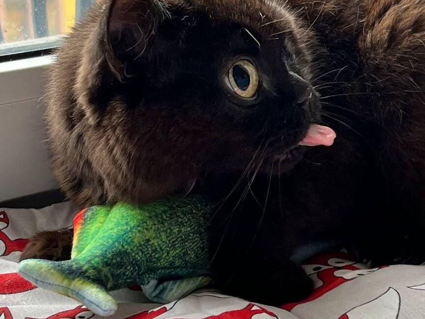 Кошечка в добрые руки