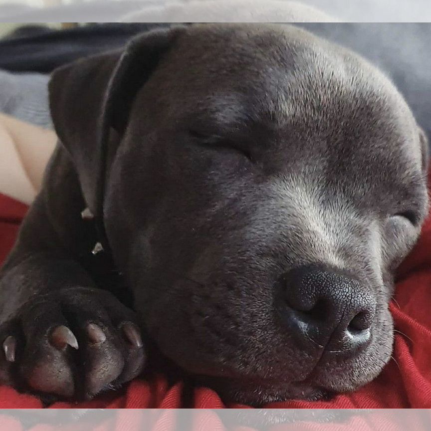 Прайтер, щенок