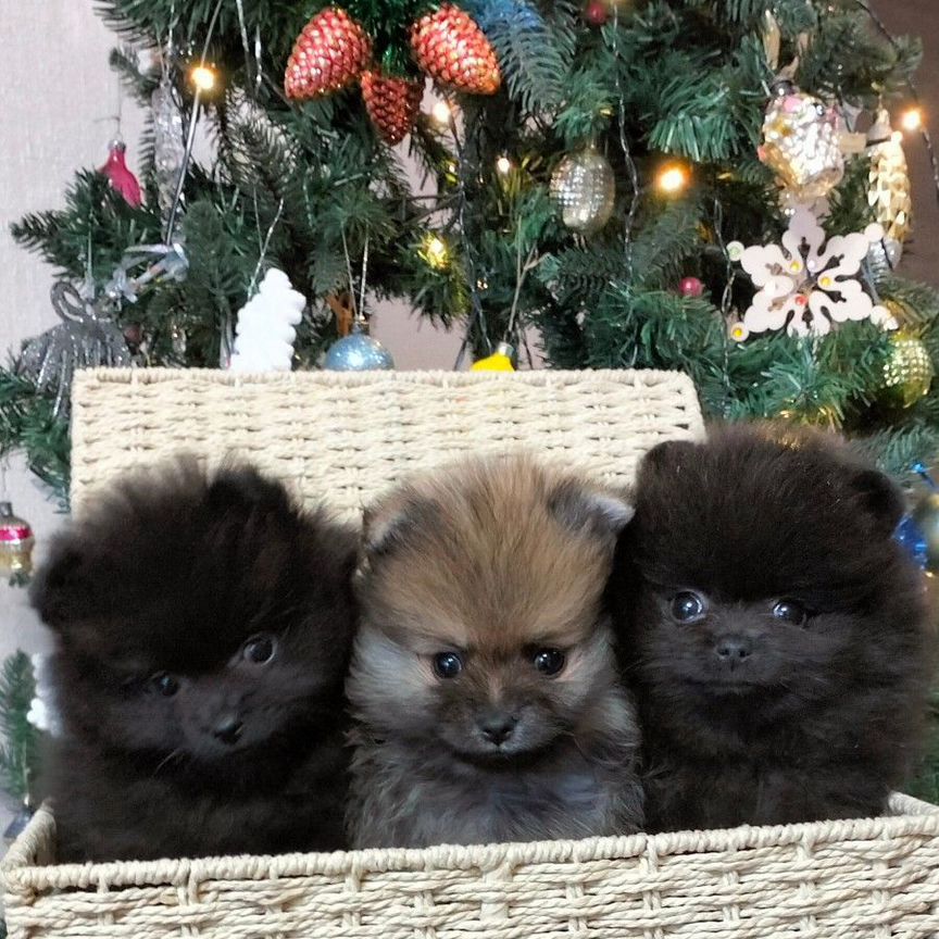 Померанский шпиц