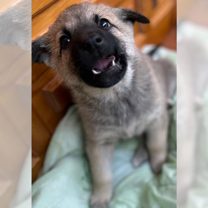 Щенок 1,5 месяца