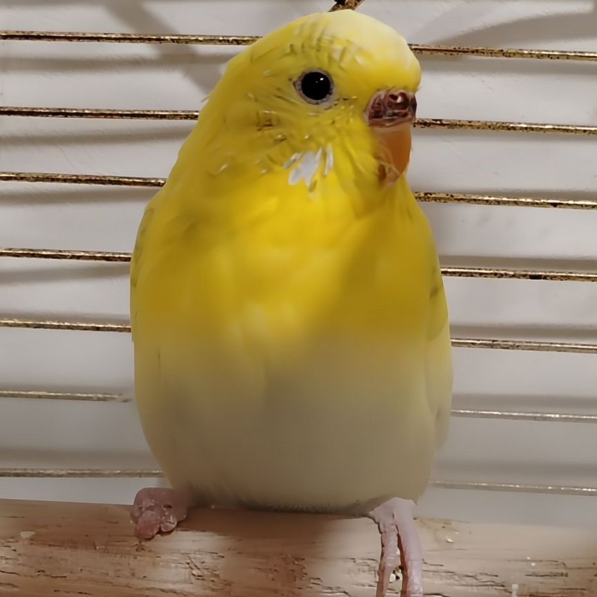 Волнистый попугай самка