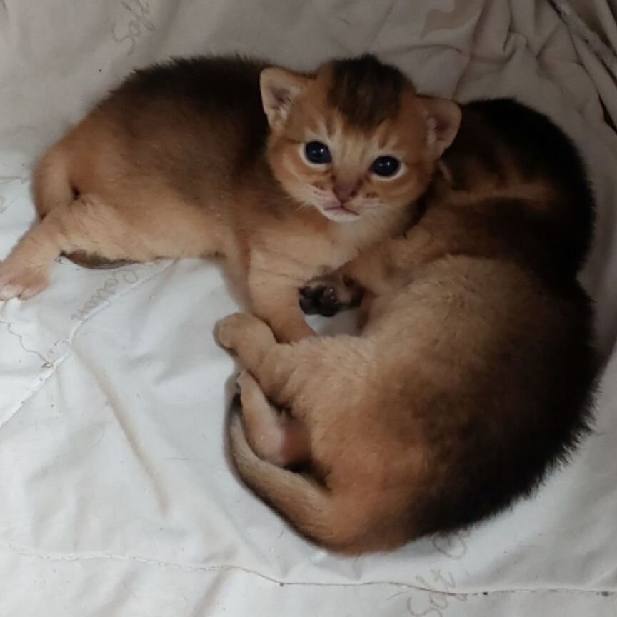 Абиссинские котята
