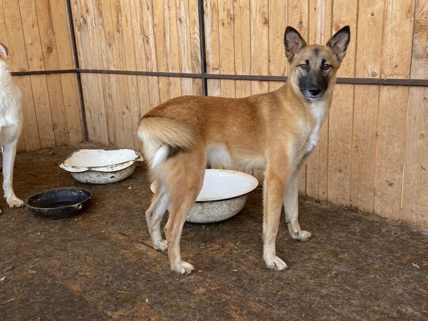 Бельгийская овчарка