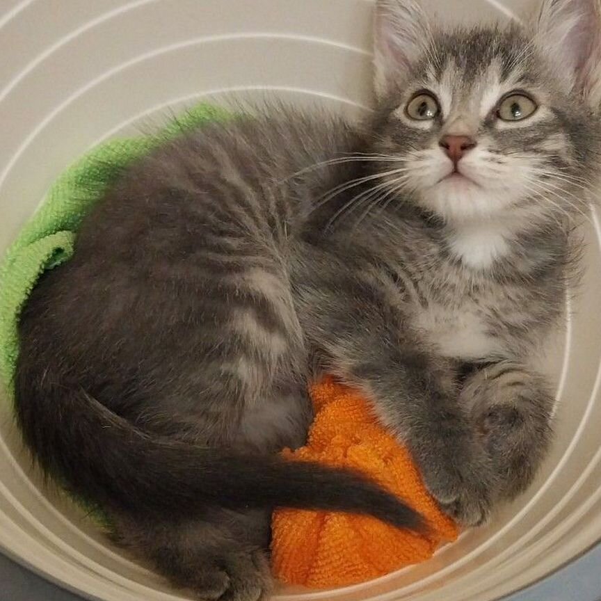 Милейшие девочки в полосочку(2 мес.)в добрые руки