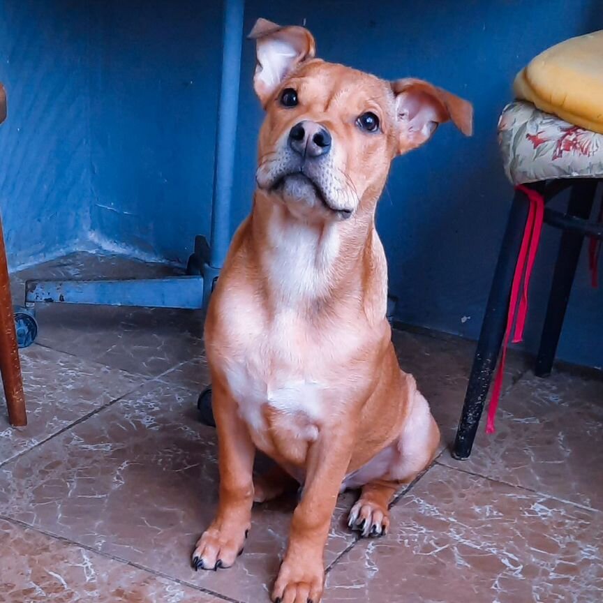 Ка-де-бо, щенок