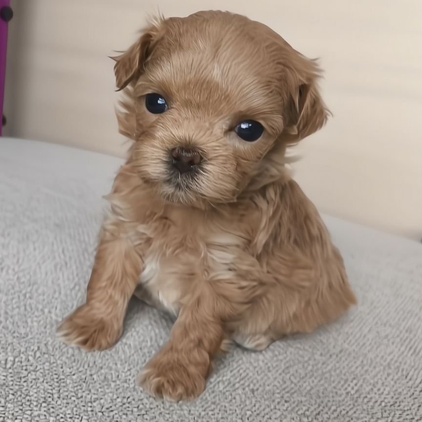 Мальтипу, щенок