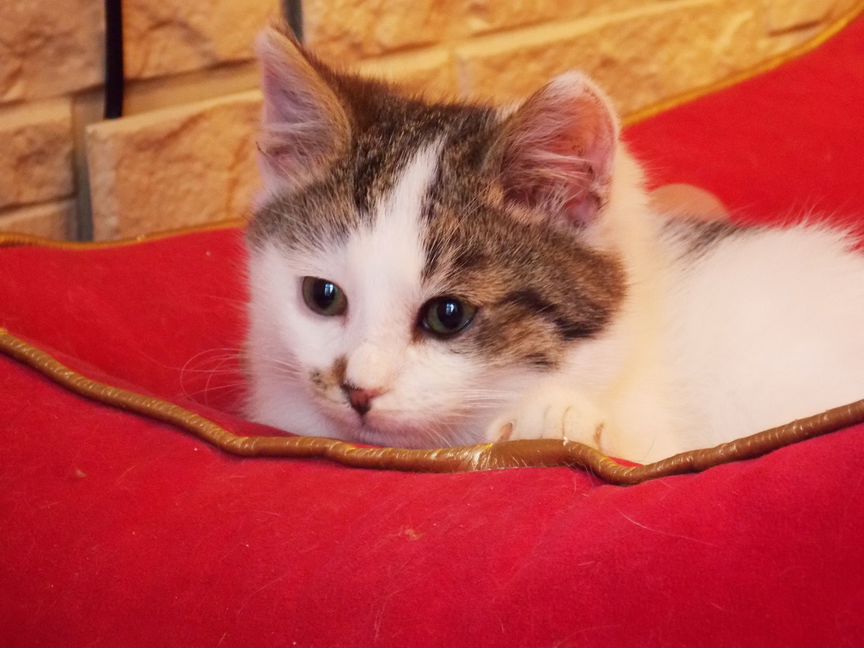 Серый с белым котенок – мальчик 2 месяца