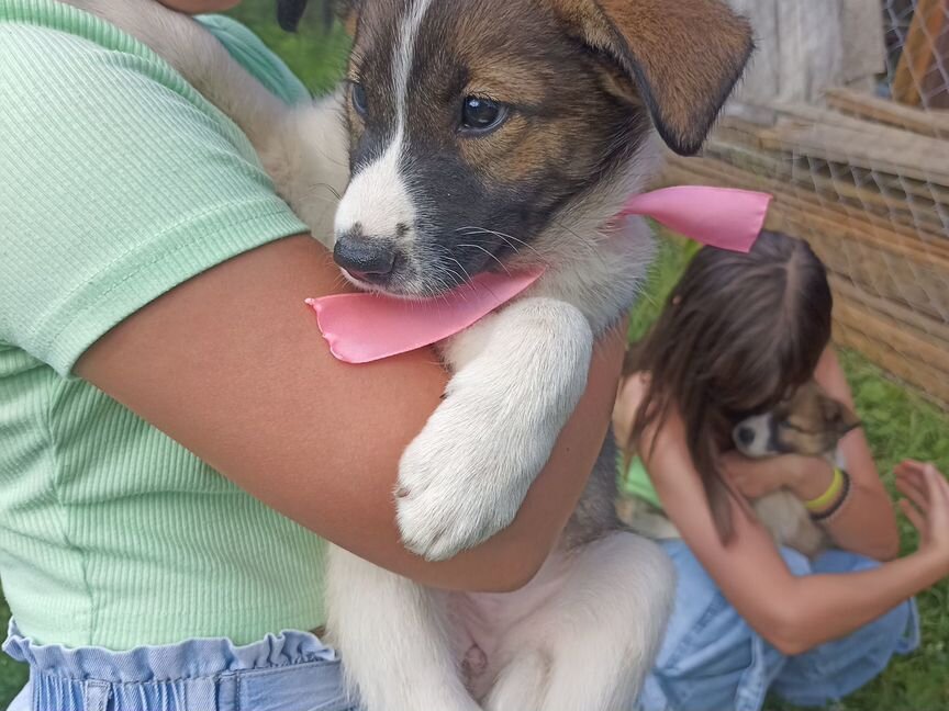 Щенки в добрые руки
