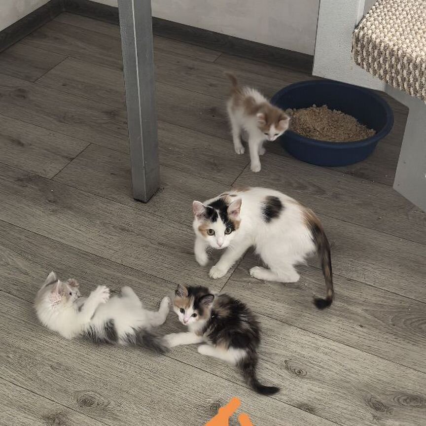 Котенок кошка трех цветная