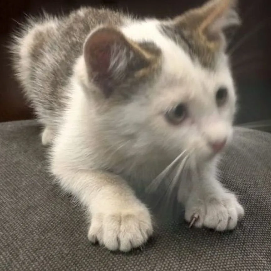 Котики бесплатно в добрые руки