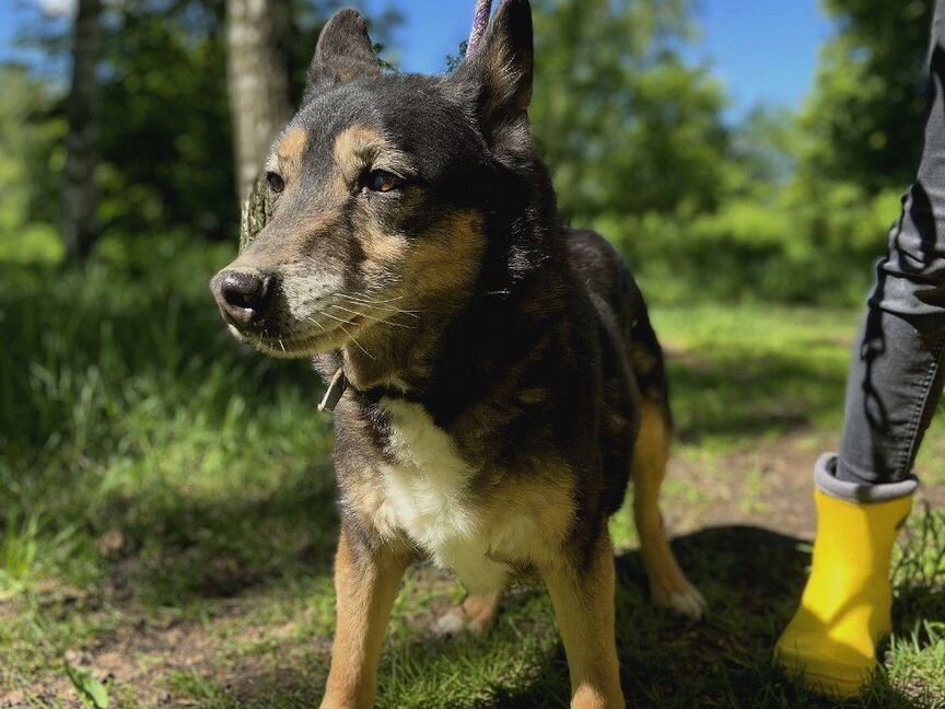 Собака Черныш в добрые руки