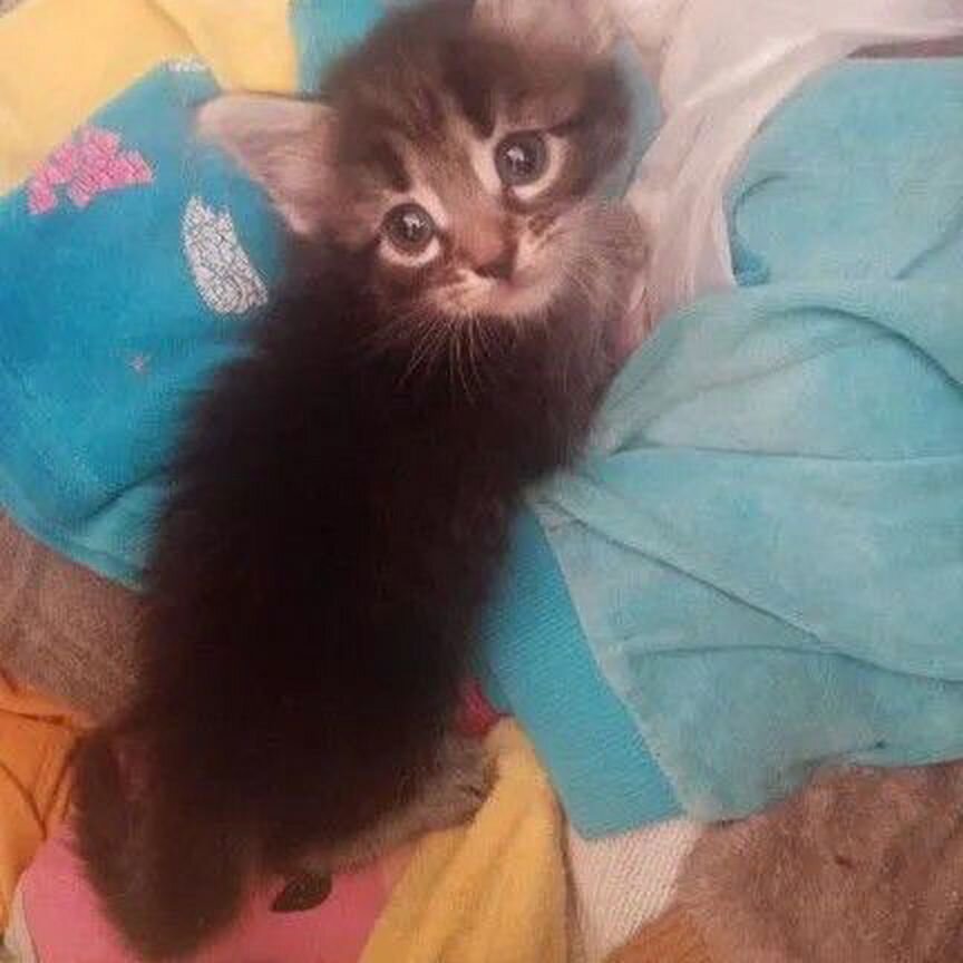 Котята в добрые руки бесплатно девочки