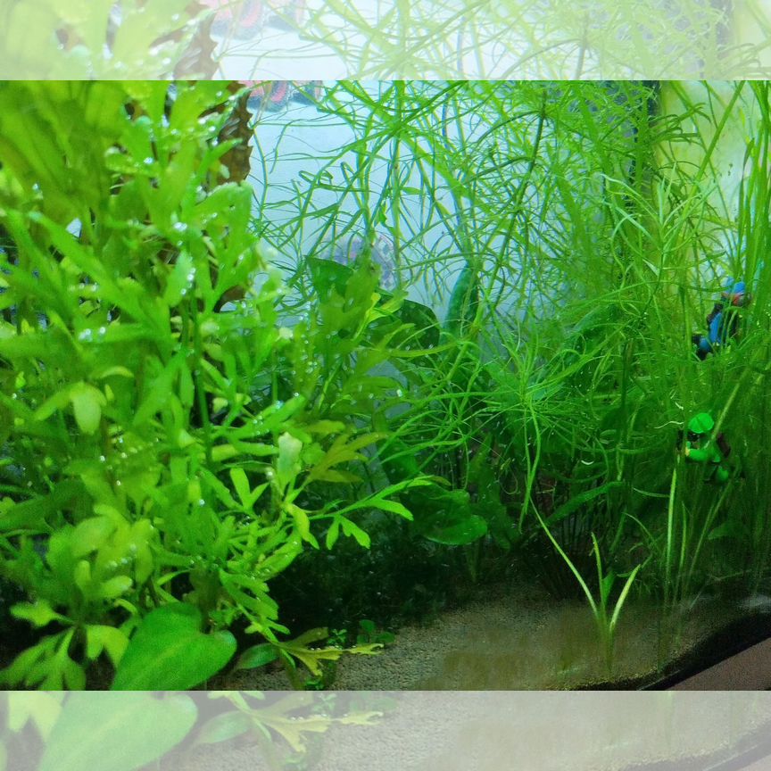 Аквариумные растения (прополка)