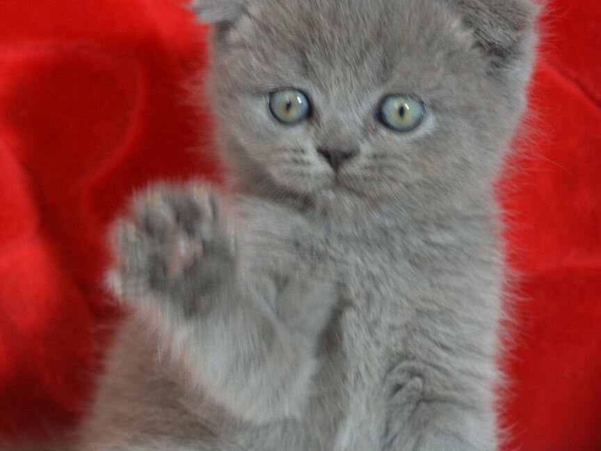 Голубая вислоушка