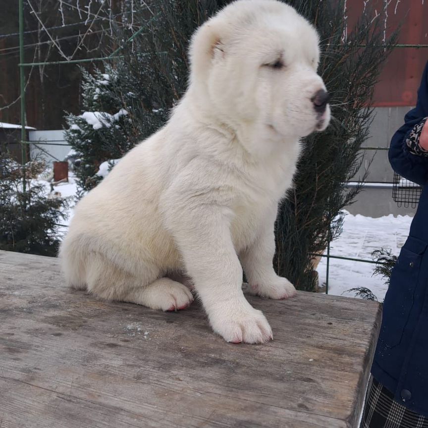 Щенки алабая