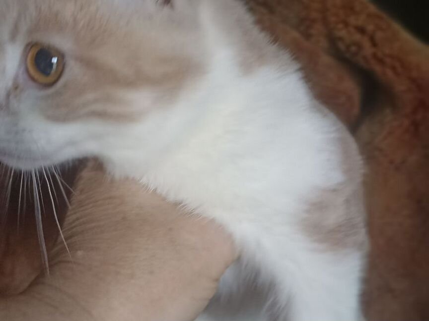 Кошка кот котёнок крысоловка в дар