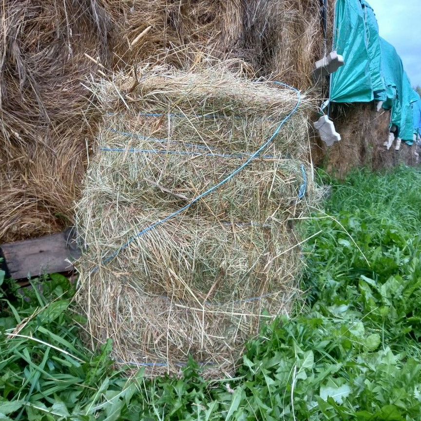 Продам сено в рулонах свежий укос японский мини пр