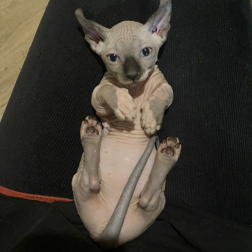 Канадский сфинкс котёнок