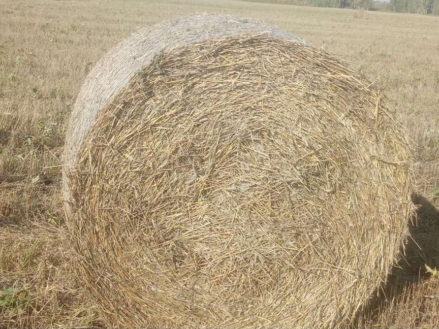 Сено солома в рулона