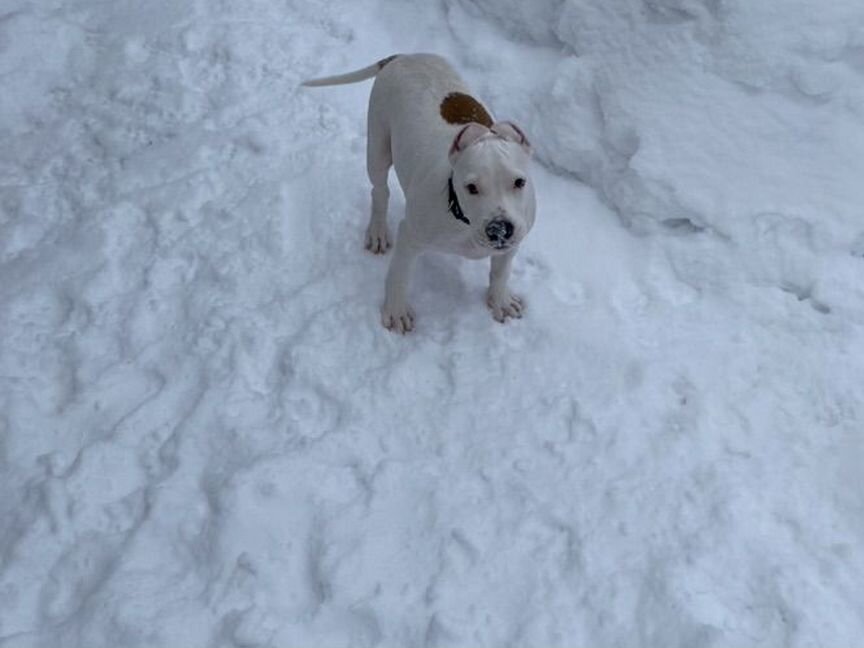 Собака амстафф