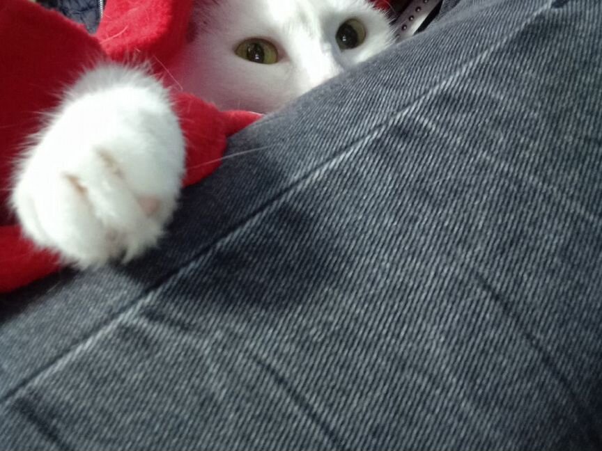 Нежнейшая кошечка Белочка в добрые любящие руки