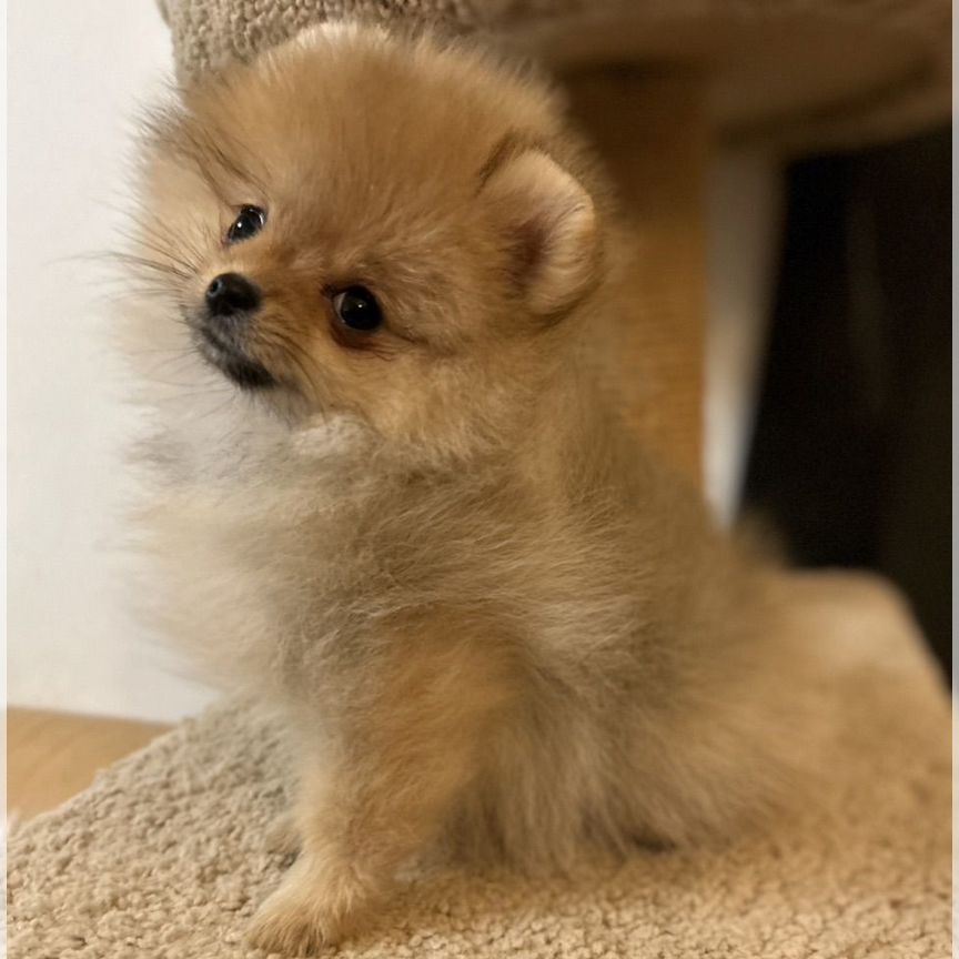 Шпиц махонькая принцесса