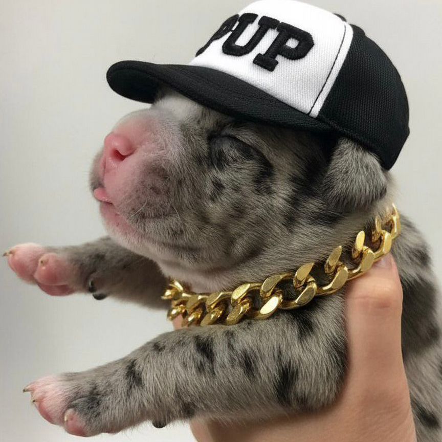 Американский булли, щенок