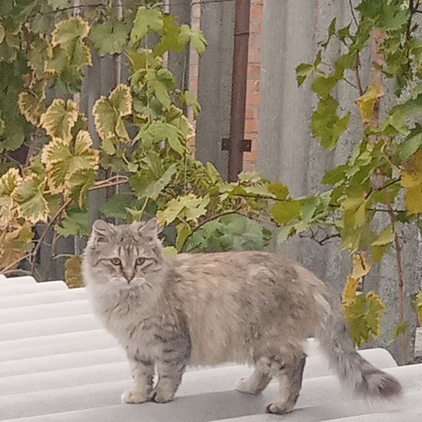 Котенок девочка 4-5месяцев