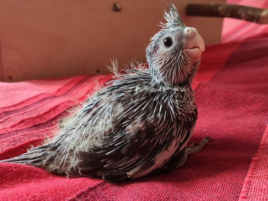 Птенчик кареллы ручные. Домашние