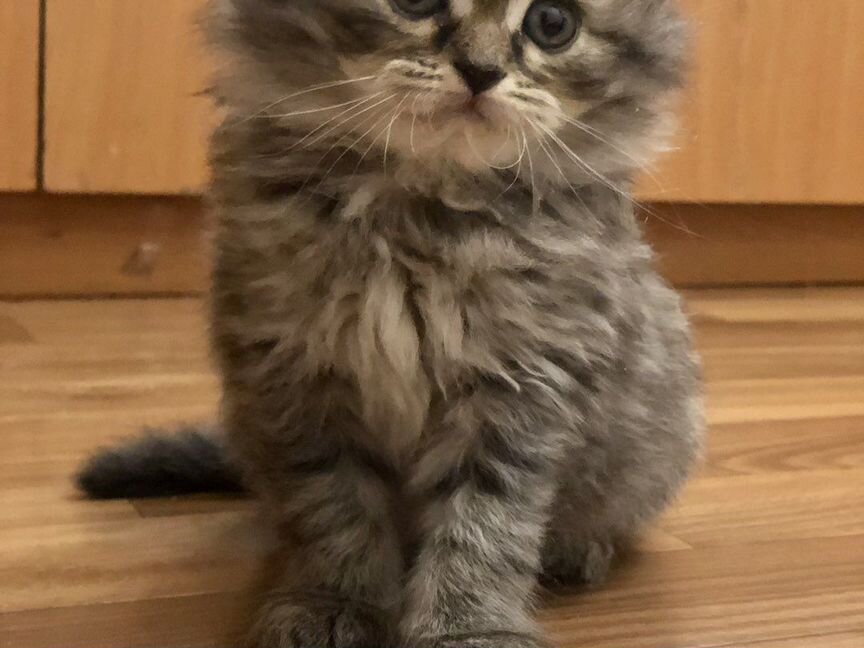 Котенок в добрые руки
