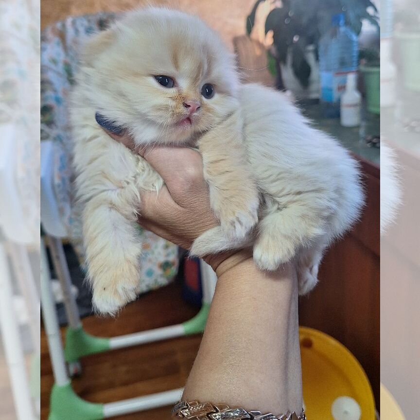 Шотландский вислоухий длинношёрстный котёнок