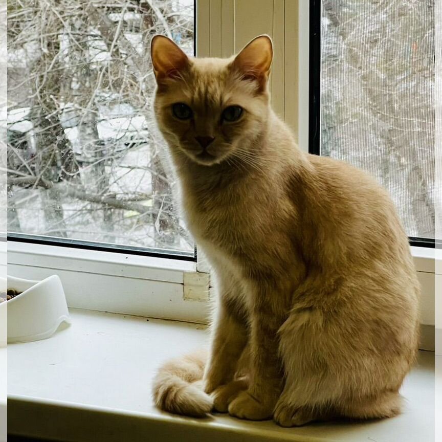 Взрослый кот в добрые руки