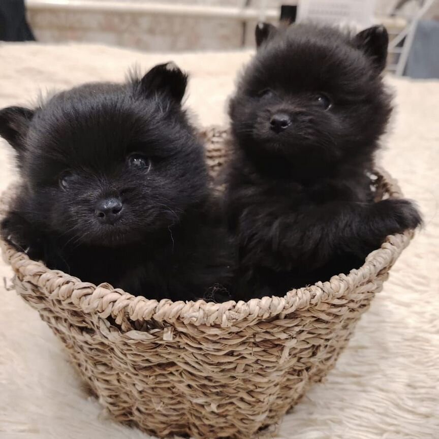 Померанский шпиц