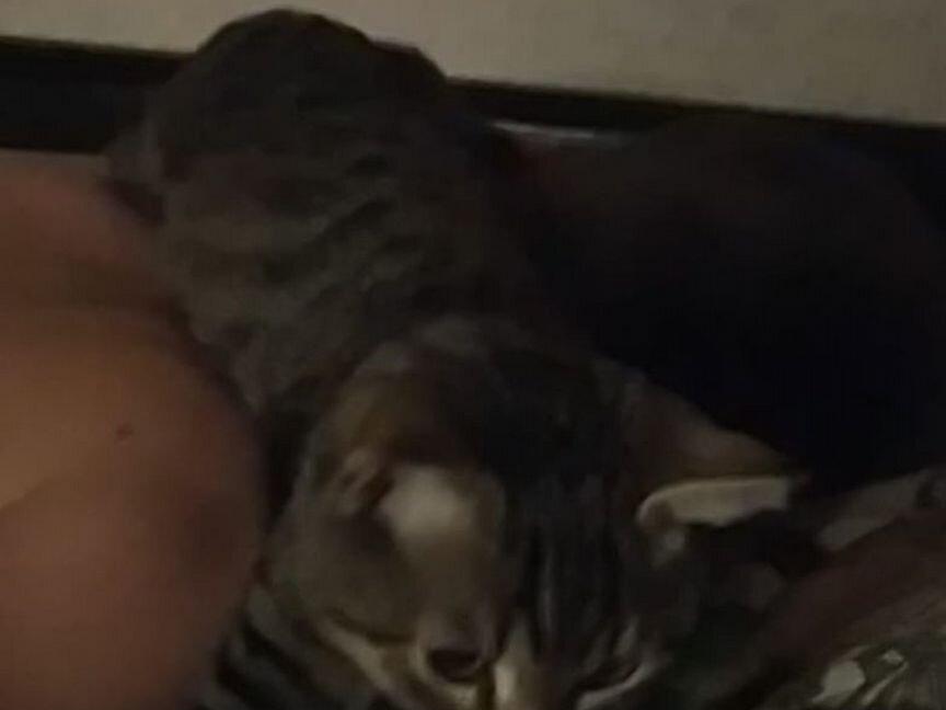 Кот