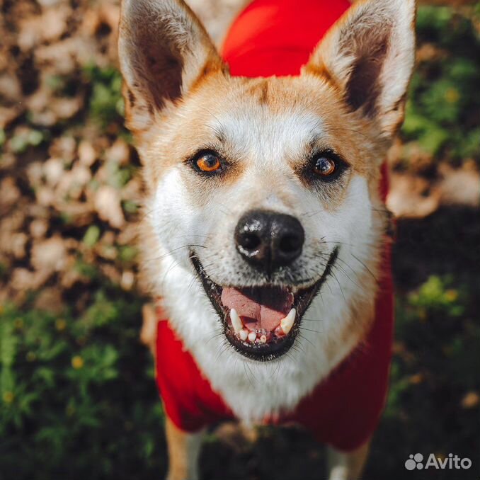 Манго ищет свою семью