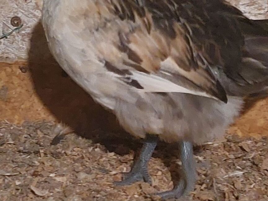 Петушки лакеданзи