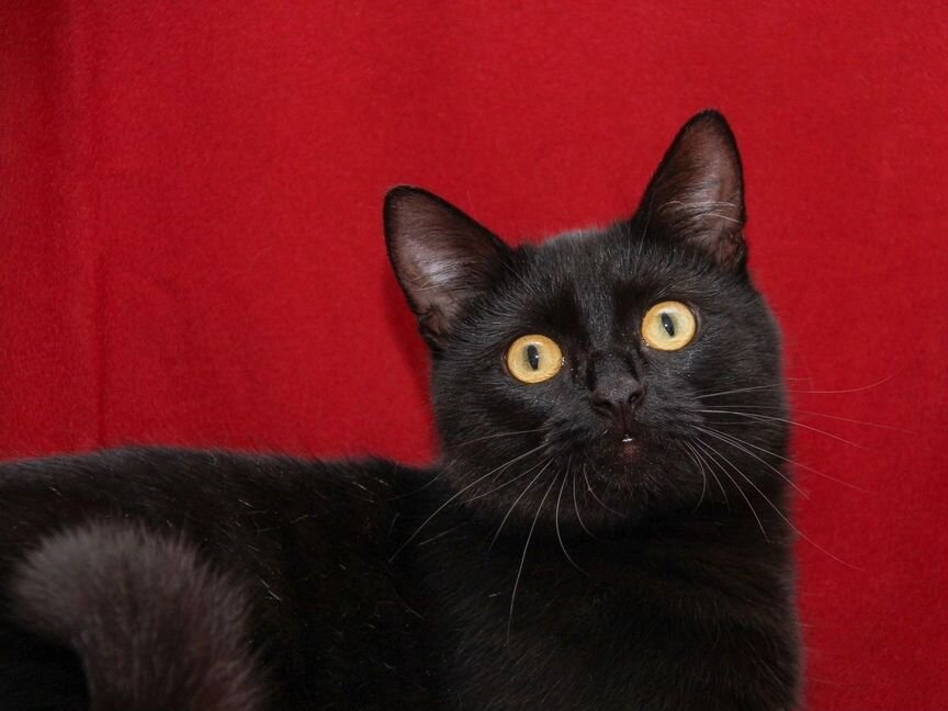 Кошка ищет дом