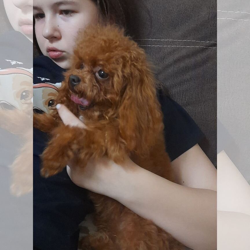 Той-пудель, взрослая собака