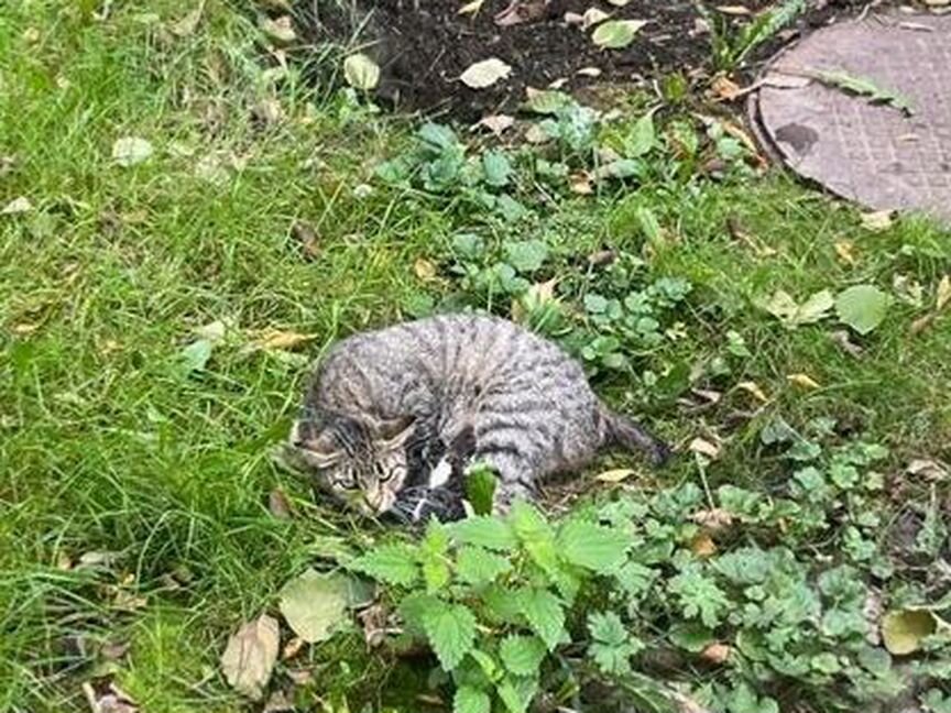 Нужна помощь кошке с котятами