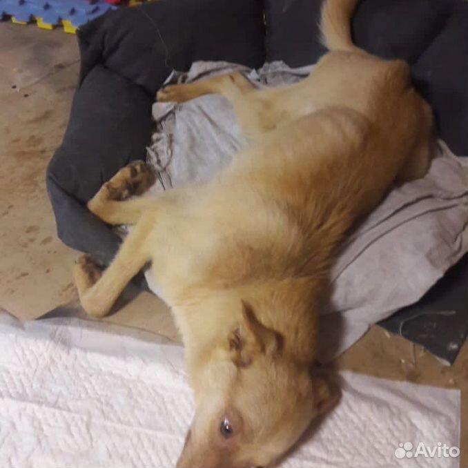 Длинноногое счастье - чихуахуа ищет дом