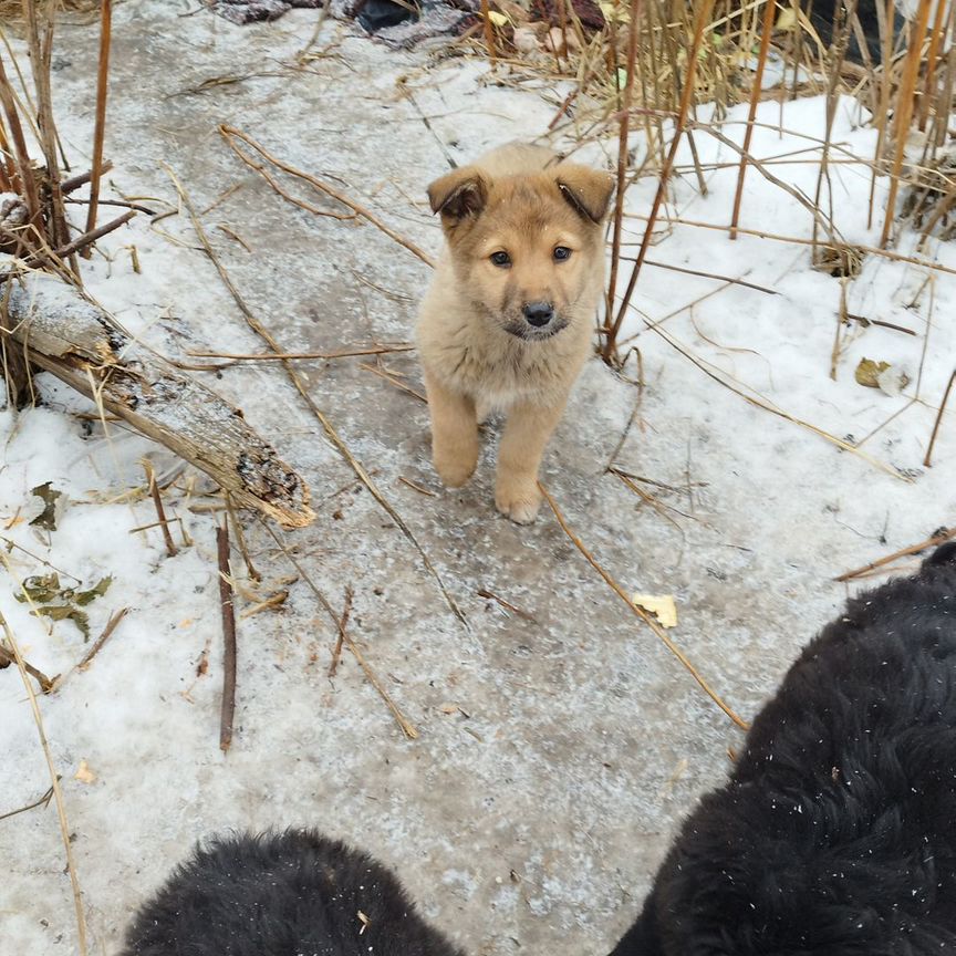 Отдам в добрые руки щенков