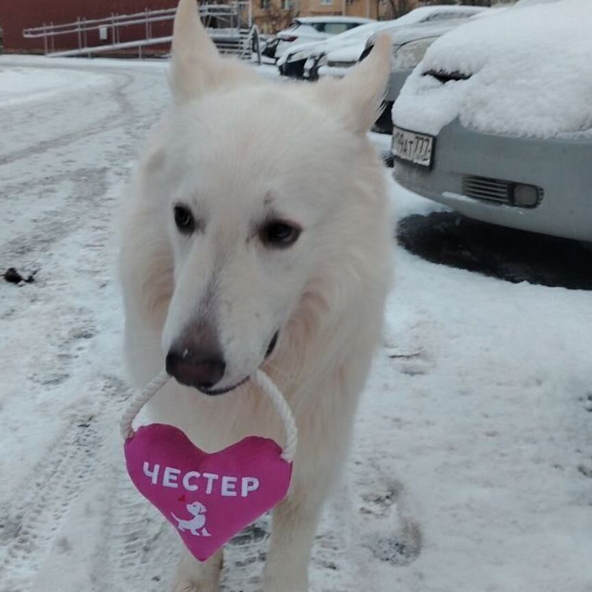 Белая швейцарская овчарка, вязка