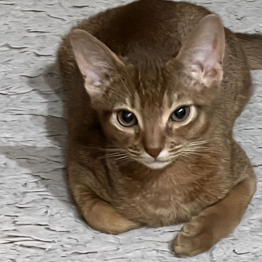 Абиссинский котёнок