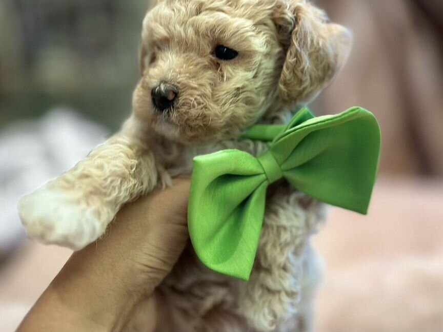 Мальтипу мини premium