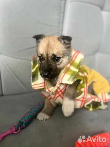 Щенок в добрые руки бесплатно