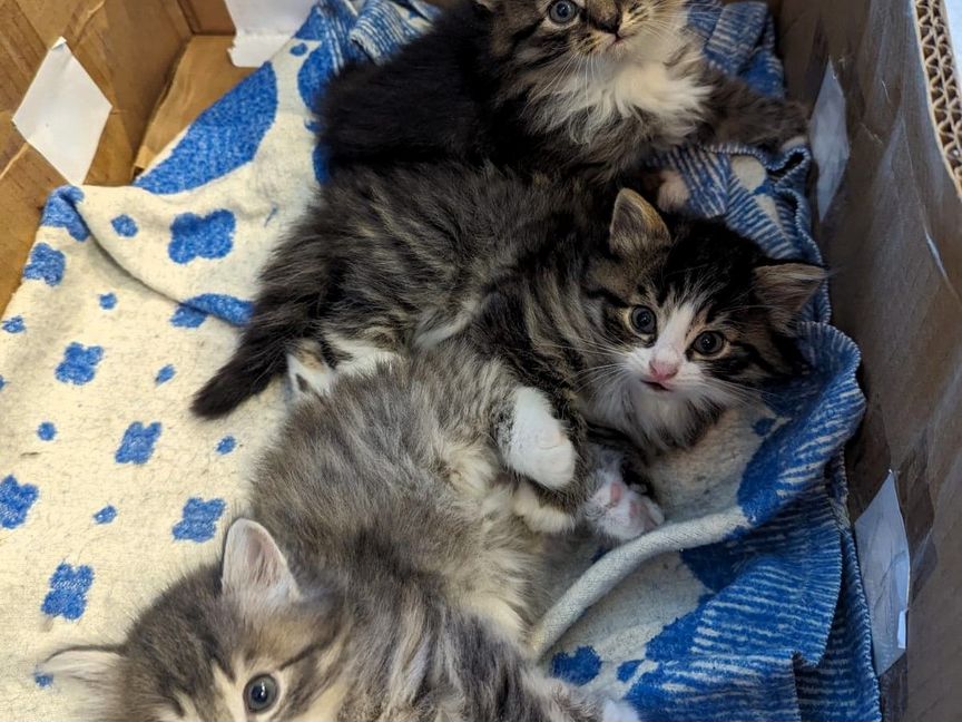 Котята сибирских кошек