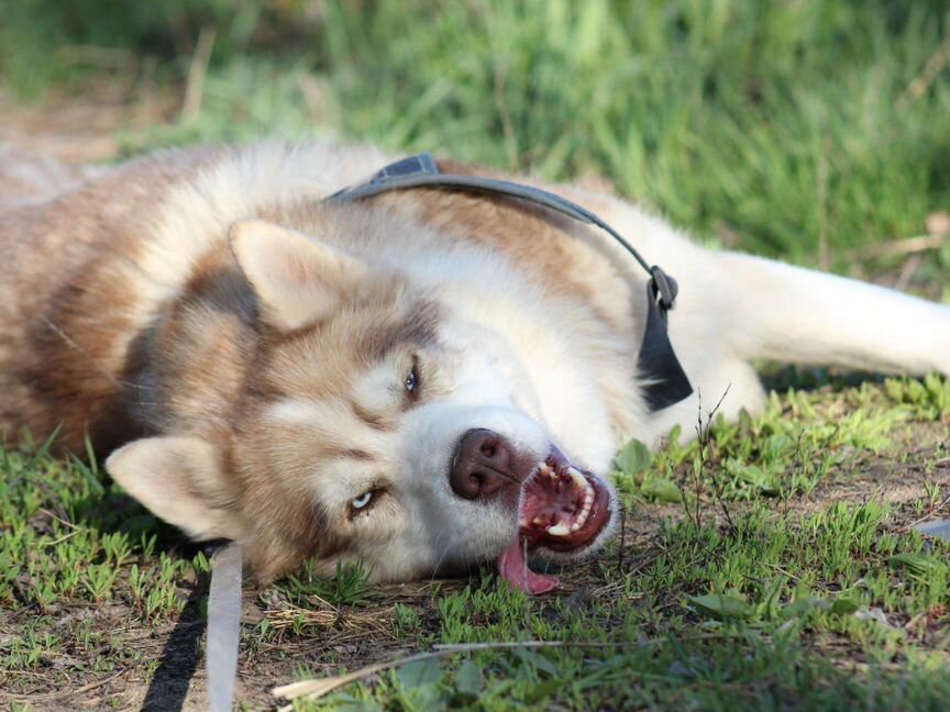 Хаски, без лапок, бегать может
